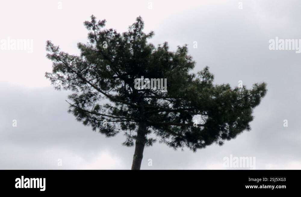 Canopy of a tall oval-shaped pine tree, in the background the gray sky ...