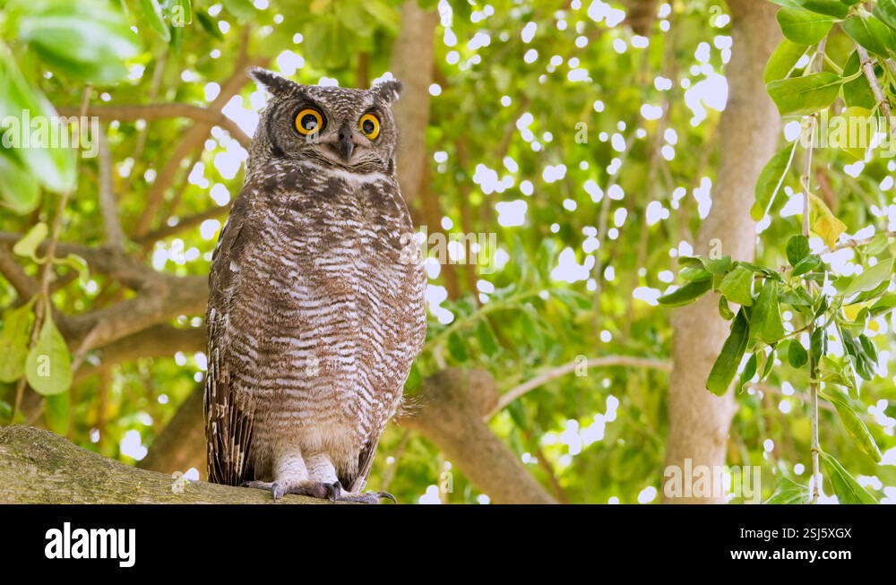 Relaxed Eagle-Owl in tree stares stoically and blinks big yellow eyes ...