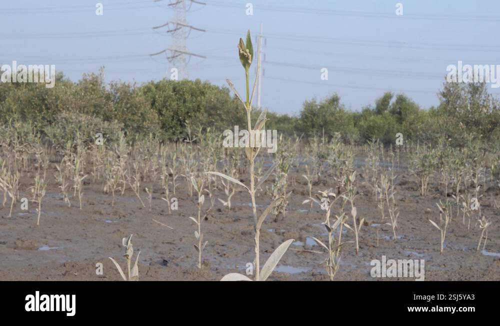 Dead plant stalk Stock Videos & Footage - HD and 4K Video Clips - Alamy