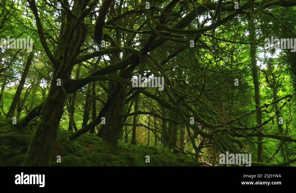 Wandering around a dense forest full of mossy trees. The camera tilts ...