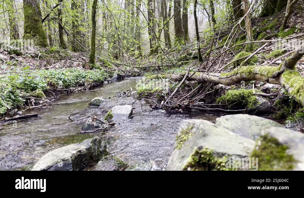 small stream with lots of moss and stones in an old wlad Stock Video ...