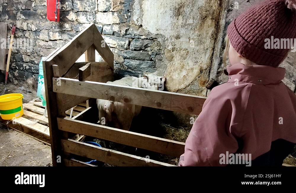 Young blonde girl watching new born lambs and mother sheep inside barn ...