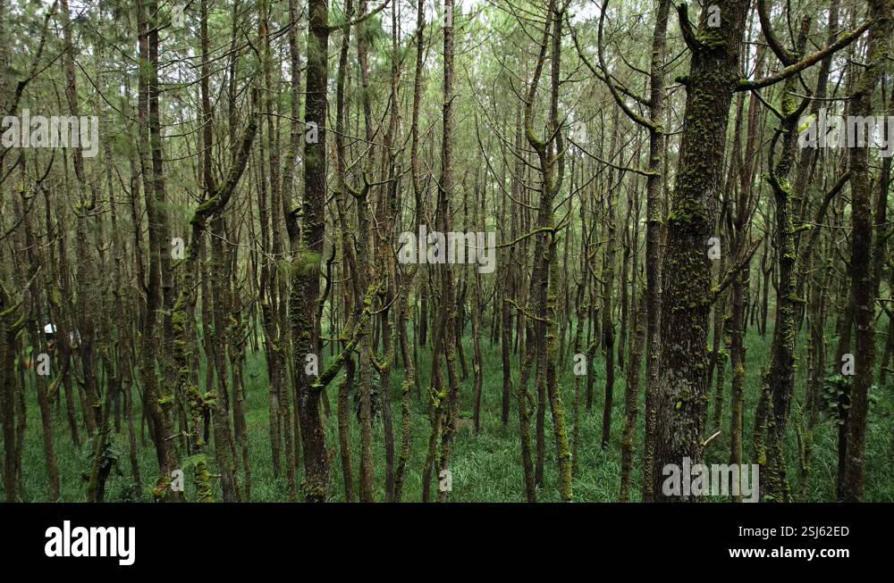 Flying through young pine forest, thin trunks and branches covered with ...