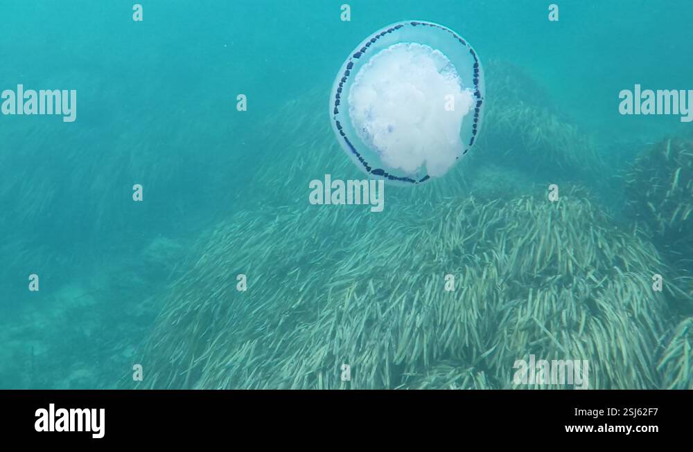 Octopus jellyfish Stock Videos & Footage - HD and 4K Video Clips - Alamy