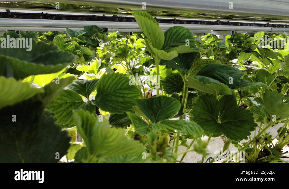 Close-Up View Of Greenery Leaves Of A Fruit Farm In A Greenhouse Stock ...