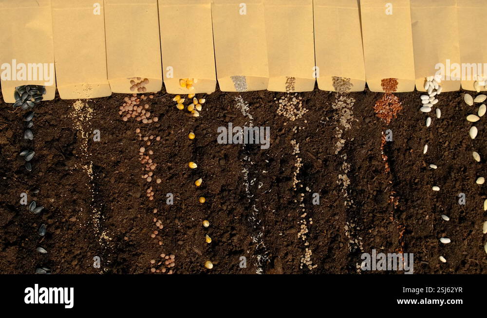 Soil and seeds are many different spring sowing plants in the garden ...
