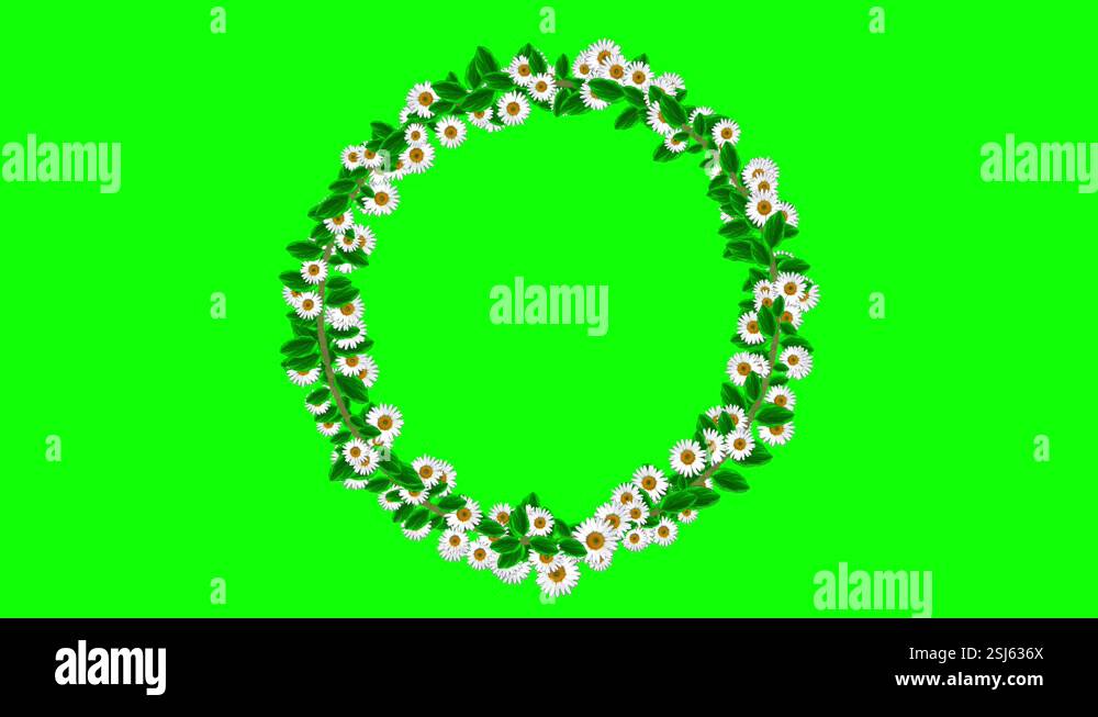 White daisy flowers and leaves circle green screen motion graphics ...