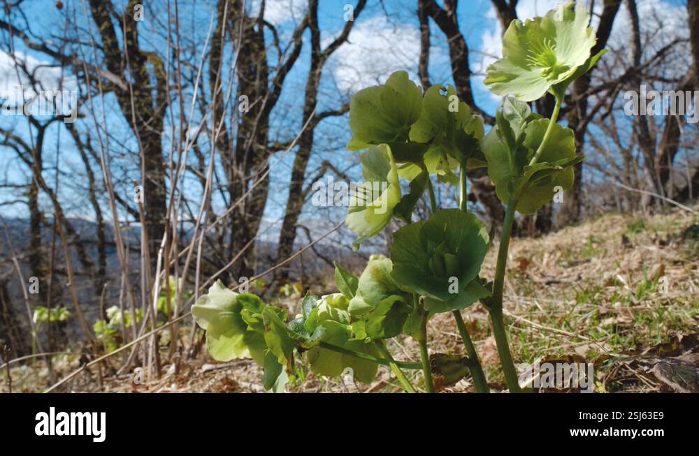 Wild red book plant blooms in the Caucasus mountains Stock Video ...