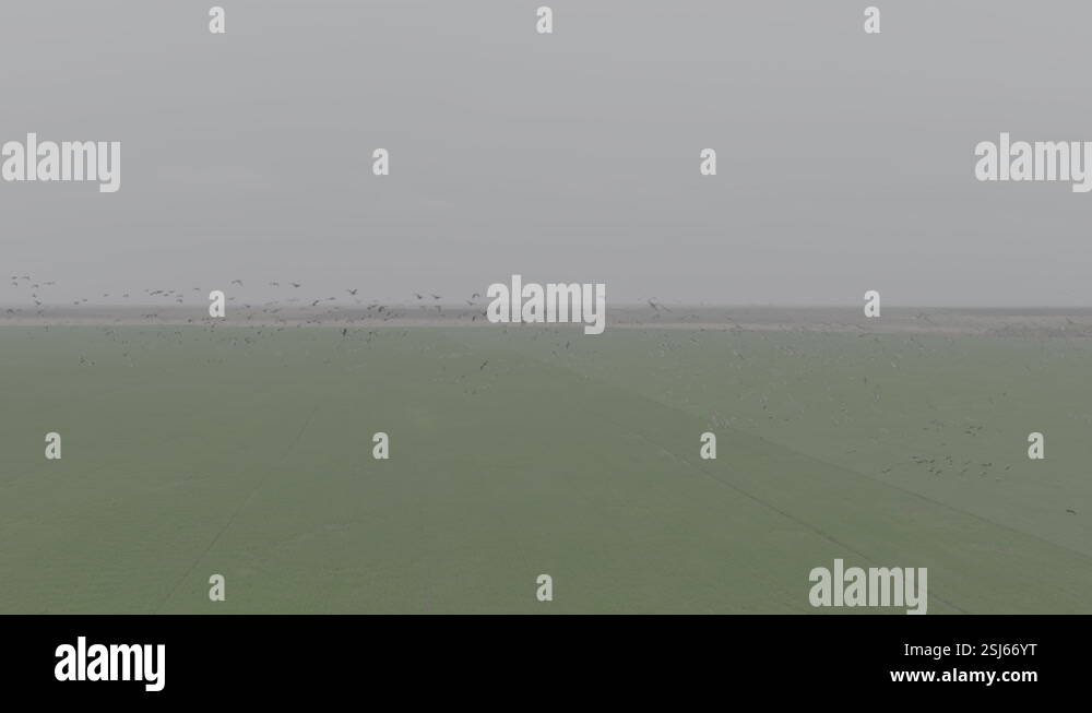 Flock of geese in flying over farm fields. Flight with wild birds, with ...