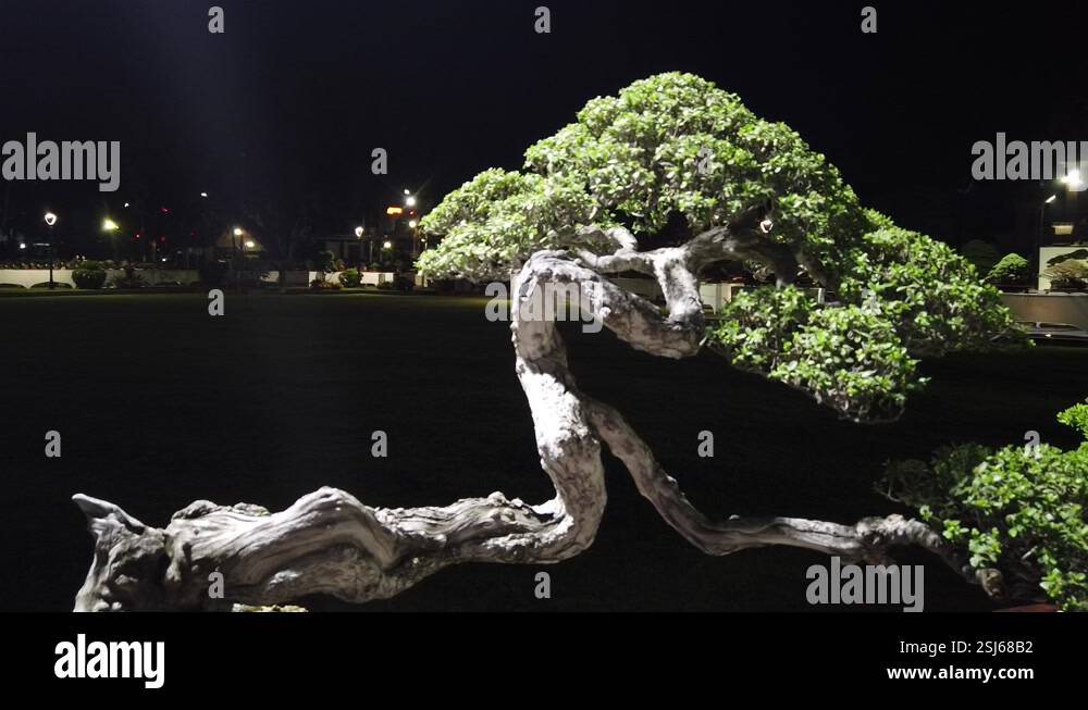 Miniature branches Stock Videos & Footage - HD and 4K Video Clips - Alamy