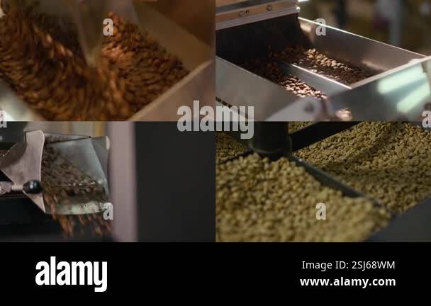 Split screen of stages of coffee bean processing, from sorting beans in ...