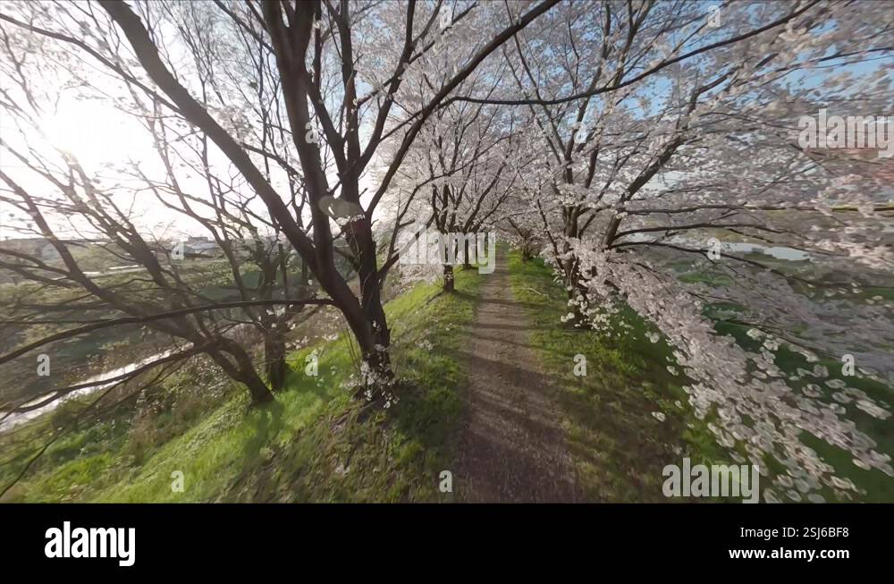 Field path cherry trees Stock Videos & Footage - HD and 4K Video Clips ...