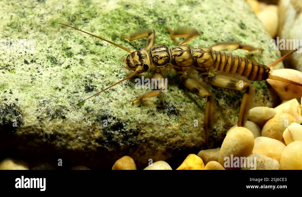Stonefly nymph (Claassenia sabulosa) clinging to a rock in a trout ...