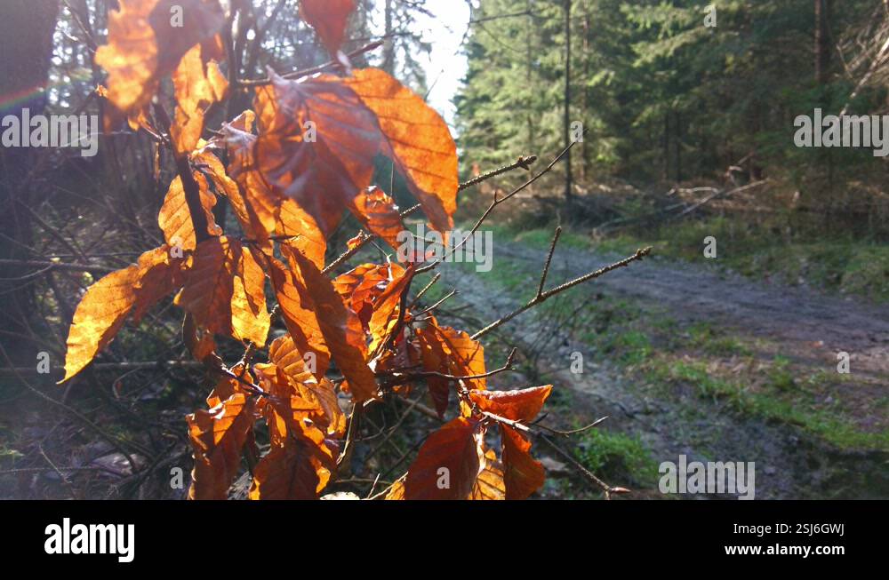 Depth of field shot of dry bush twigs in forest early morning glow ...