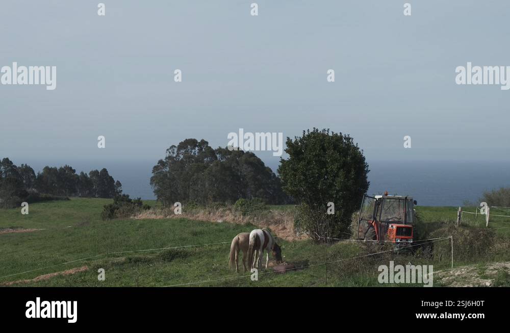 Asturias' Farm Life: Tractor Bringing Hay for Horses and Cow with the ...
