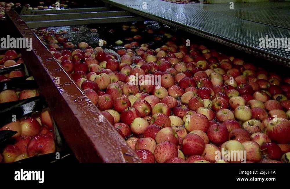 Huge batch of red apples being washed in water at processing factory ...