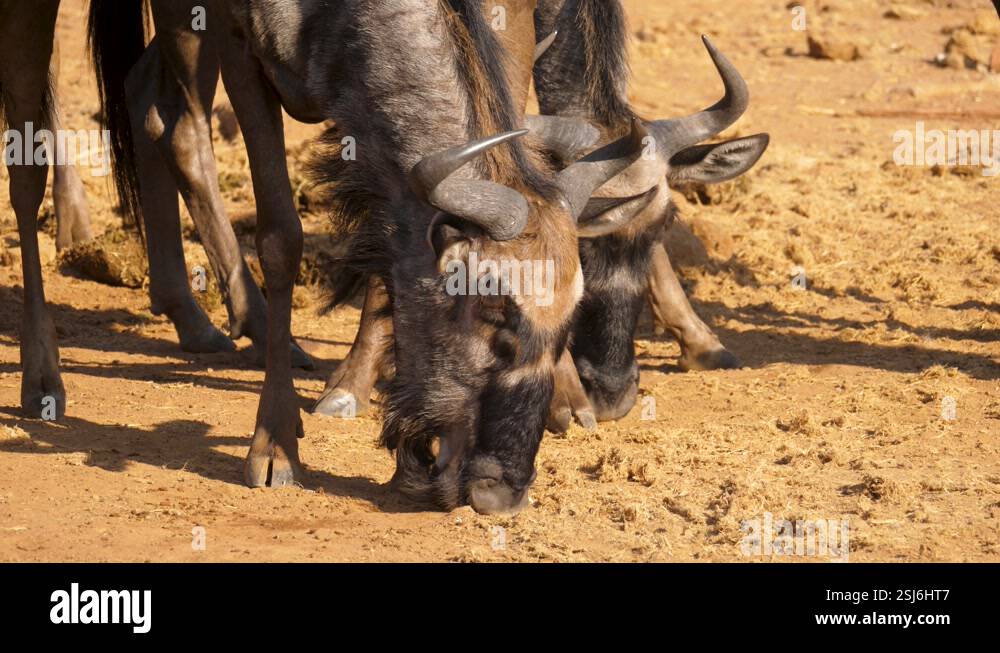 Head and neck of blue wildebeest show the facial markings and hair while Stock Video Footage - Alamy