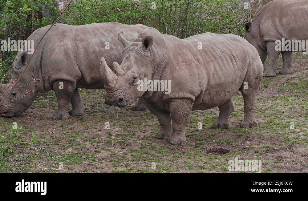 Southern white rhinoceros (Ceratotherium simum simum Stock Video ...