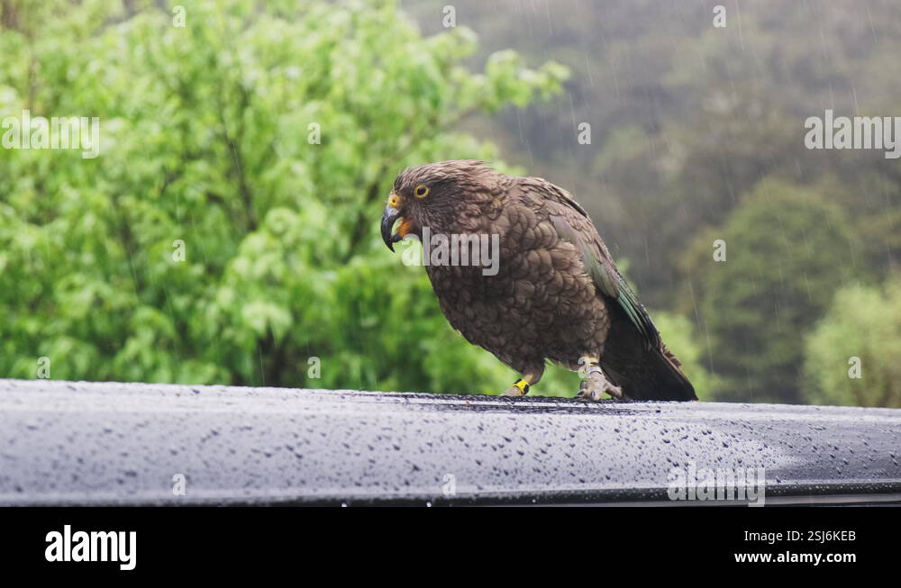 Curious kea bird standing on top of a black car parked in the rain in ...