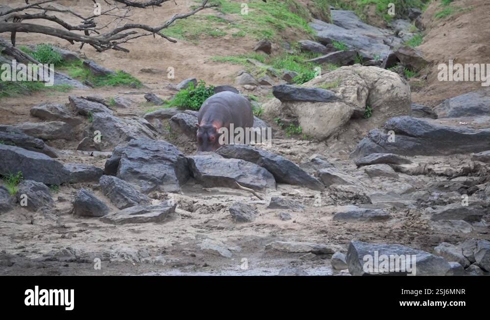 Hippopotamus walking slowly through rocks on way to rivers edge Stock ...