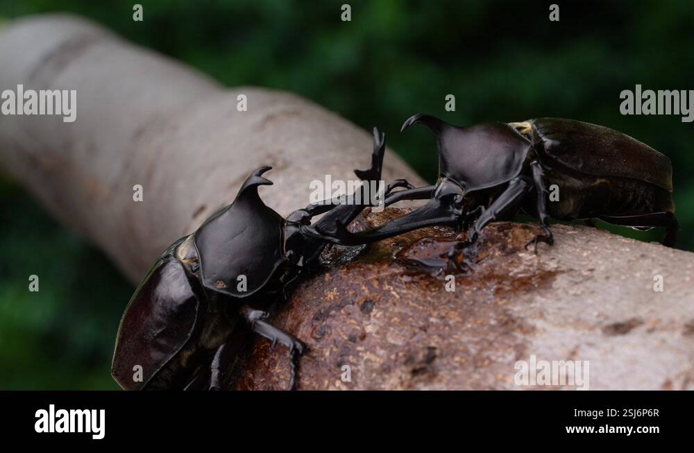 4K slow motion video of male beetles fighting each other for sap Stock ...