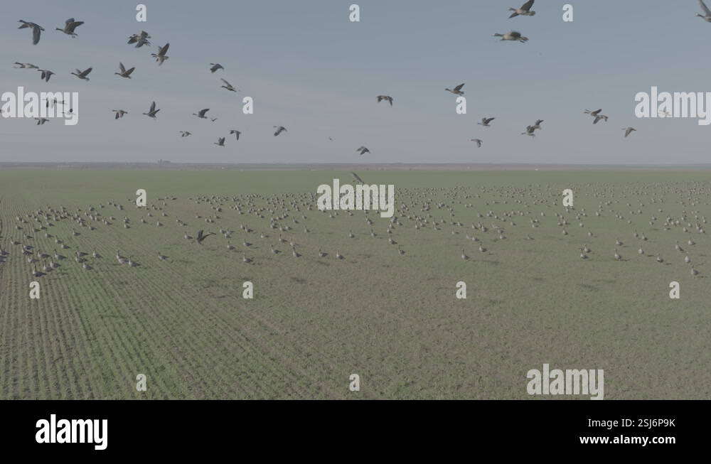 Flock of geese in flying over farm fields. Flight with wild birds, with ...