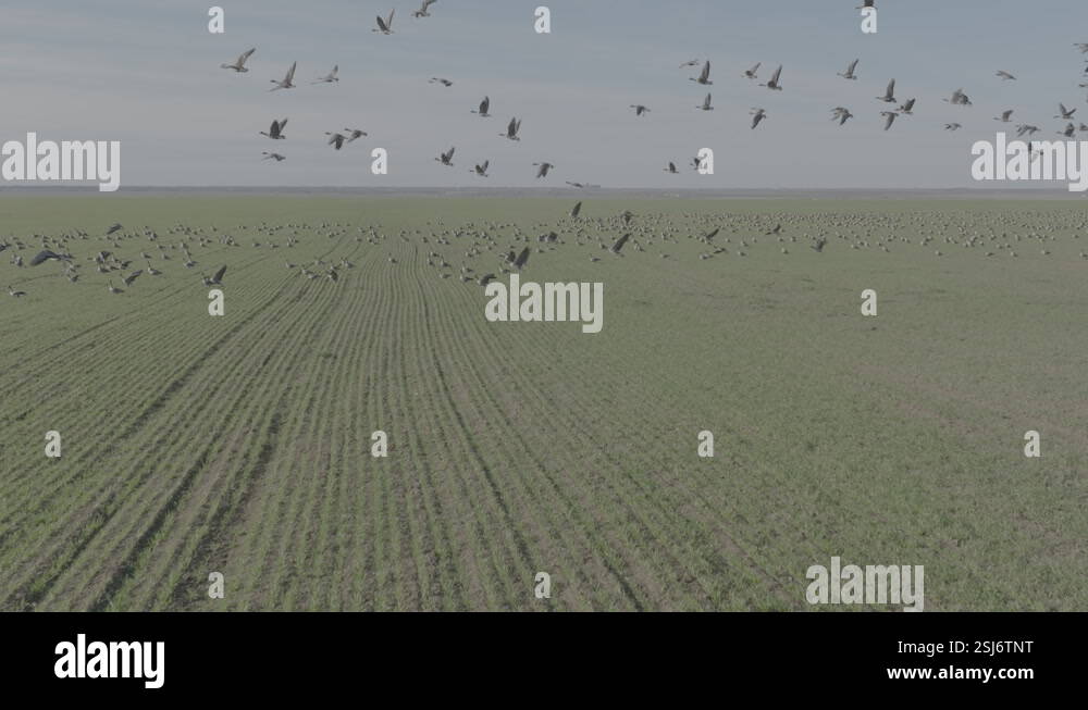 Flock of geese in flying over farm fields. Flight with wild birds, with ...