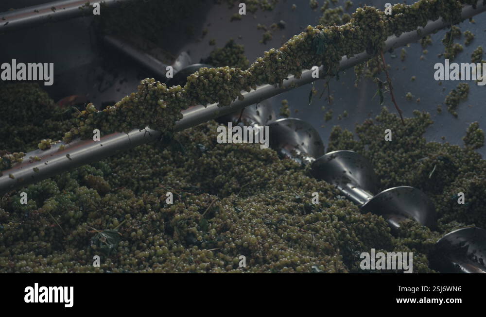 Rotating Spiral Machine Processing Grape Berries For Winemaking Process ...