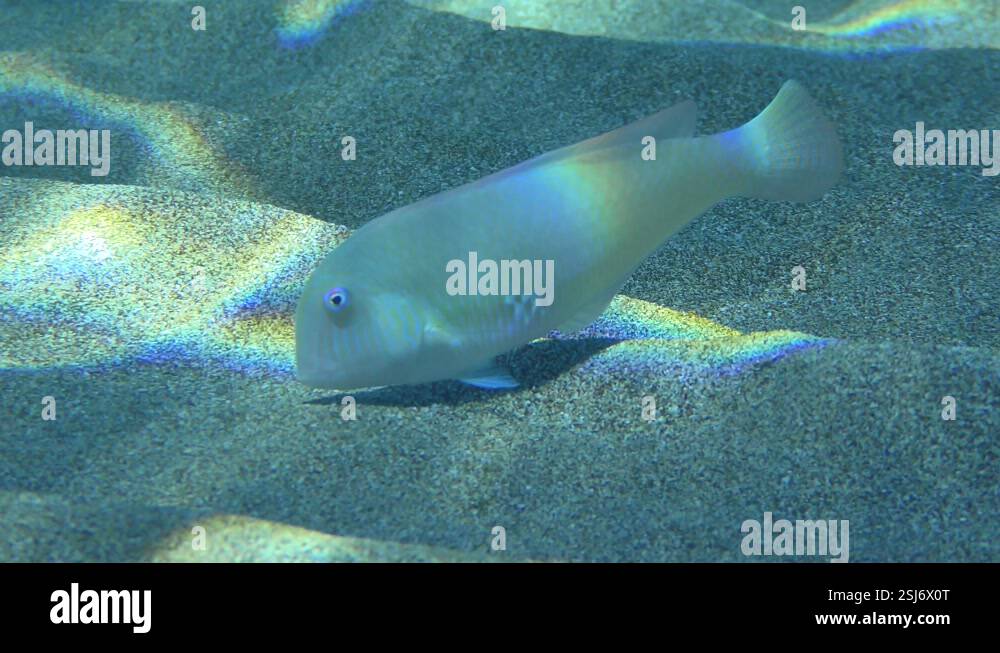 Razorfish on the sandy seabed Stock Video Footage - Alamy