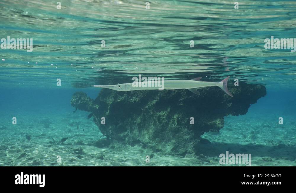 Sea pike swimming under surface of water, Slow motion Stock Video ...