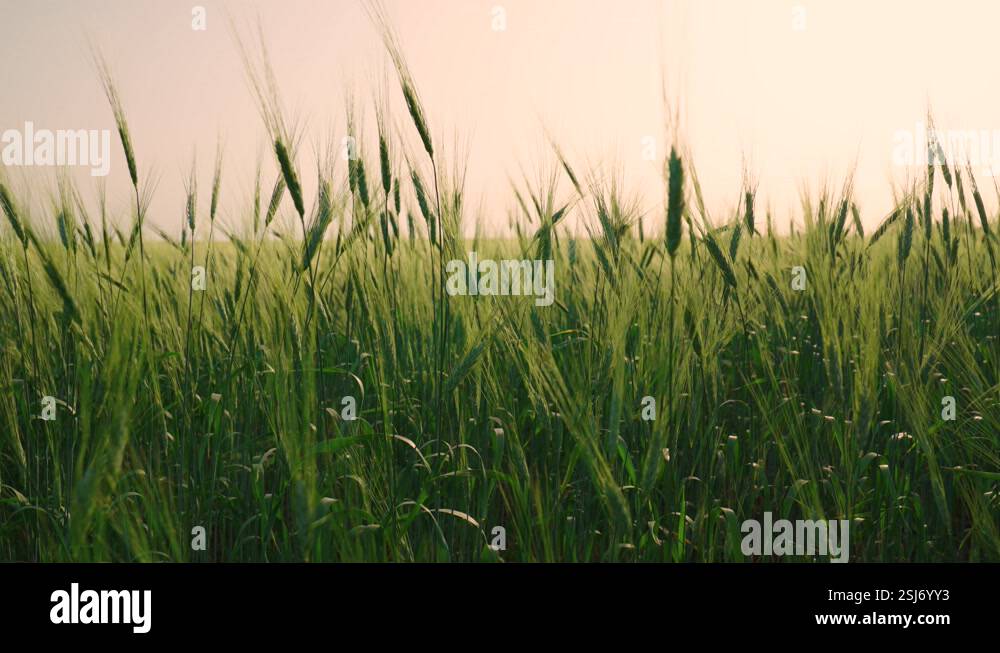 Green field of ripening rye against sky. Spikelets of green rye with ...
