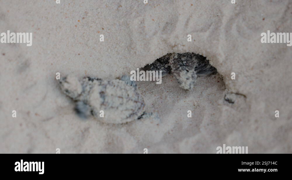 Close-up.Critically endangered cute baby Hawksbill turtle hatchlings ...