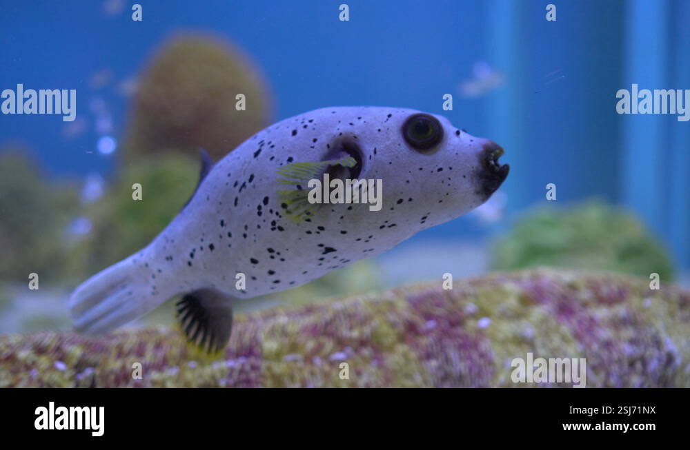 blackspotted puffer fish type of blow fish under the sea creature Stock ...