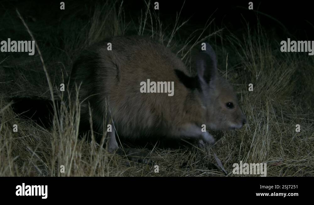 Brown or Rufous Hare-wallaby - Lagorchestes hirsutus also called mala ...