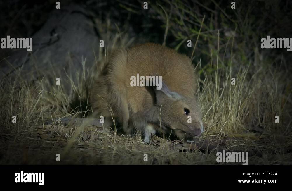 Brown or Rufous Hare-wallaby - Lagorchestes hirsutus also called mala ...