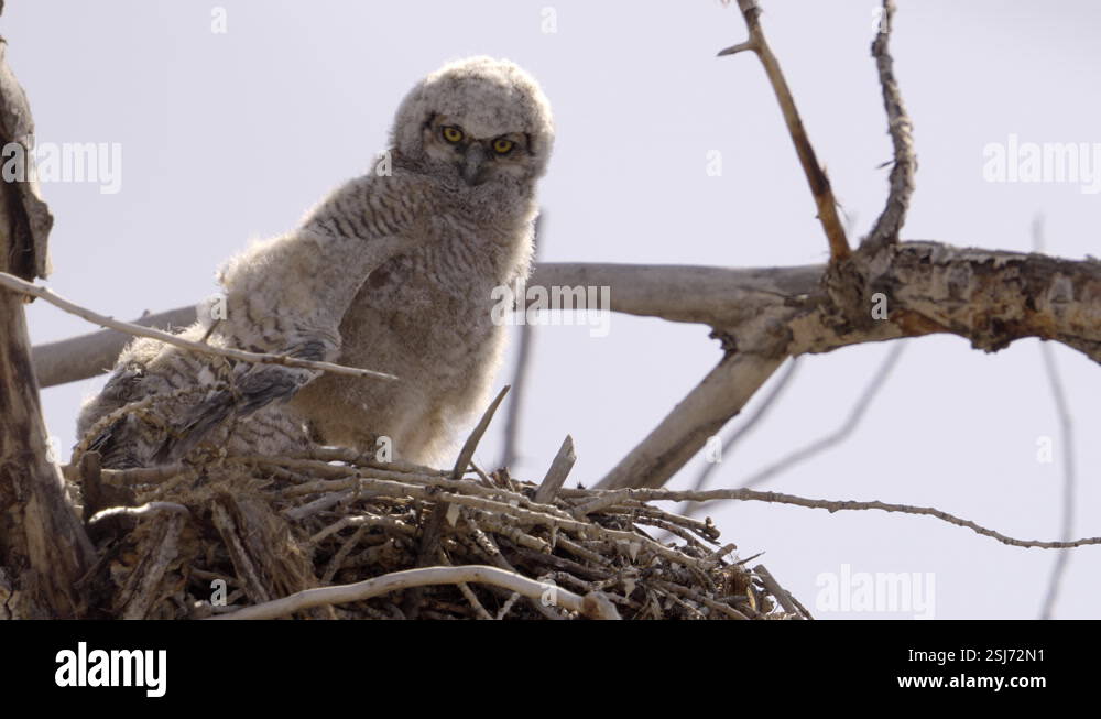 Two baby Great Horned Owls moving around in there nest Stock Video ...