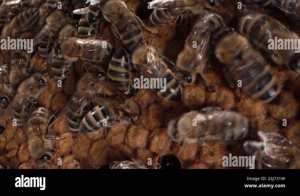 Honey Bee Brood Cells. Honeybee life cycle: egg, larva, pupa, adult ...
