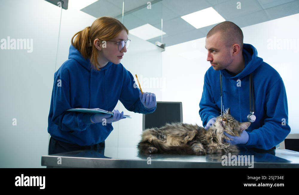 Professional female Vet doctor pointing on place to check, asking for ...