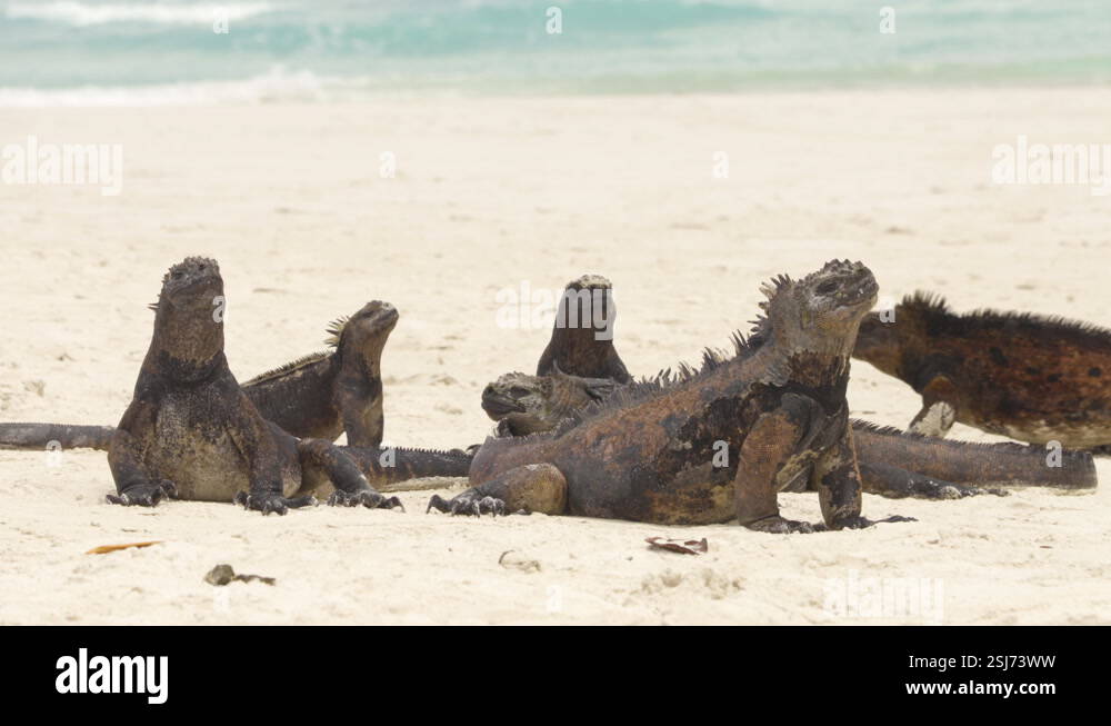 Galapagos Islands animals. Marine Iguanas on Tortuga bay beach, Santa Cruz Stock Video Footage ...