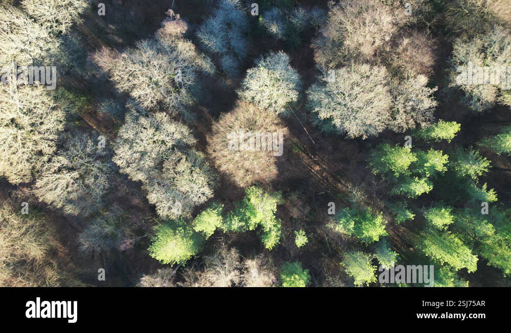 Rising over a forest canopy of beech and conifer trees in the British ...