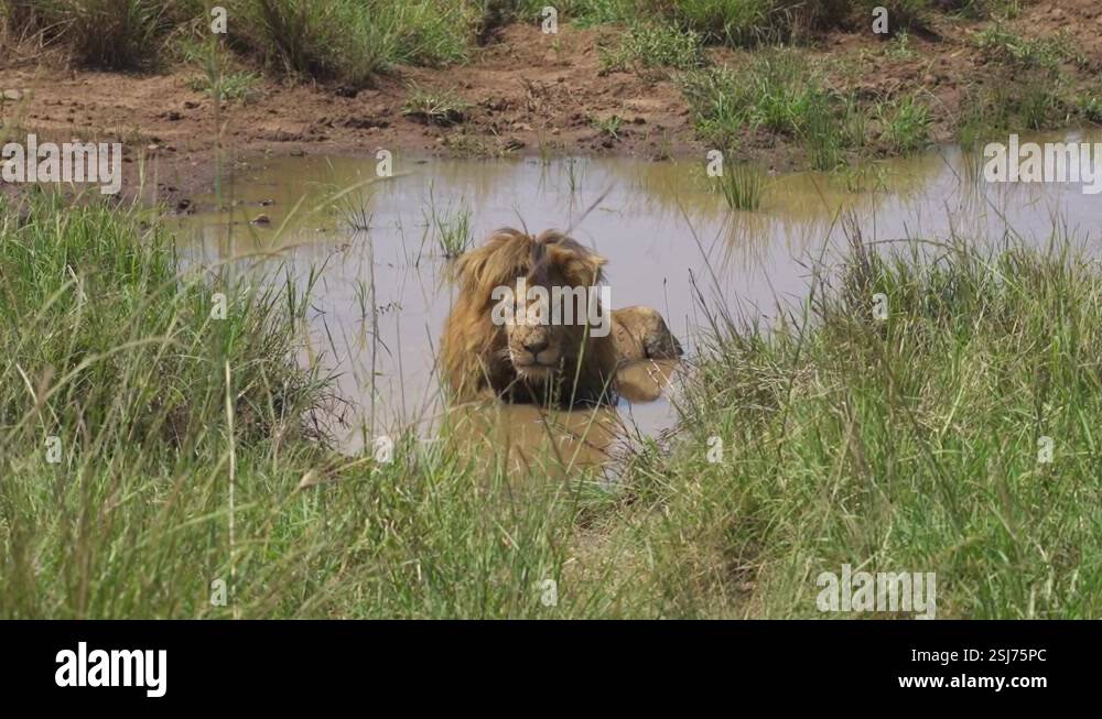Male lion laying in shallow pool of water to keep cool in mid day sun ...