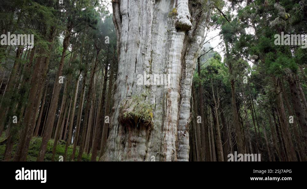 Alishan forest boasts massive ancient trees in alishan national forest ...