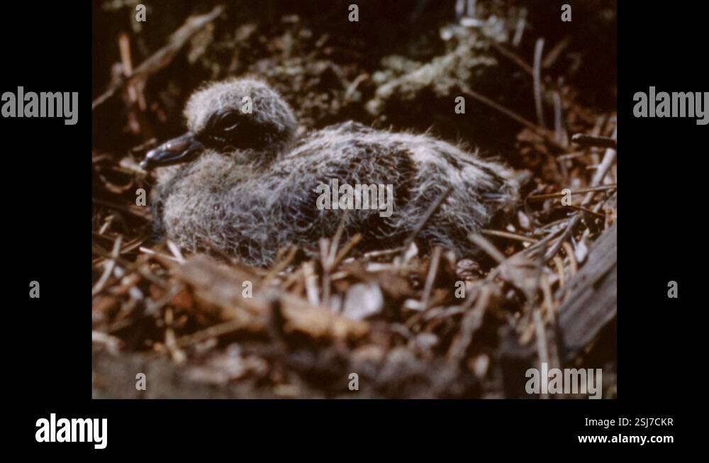 1950s: Two baby birds in nest. Grass plains. Bird sits on top of post ...