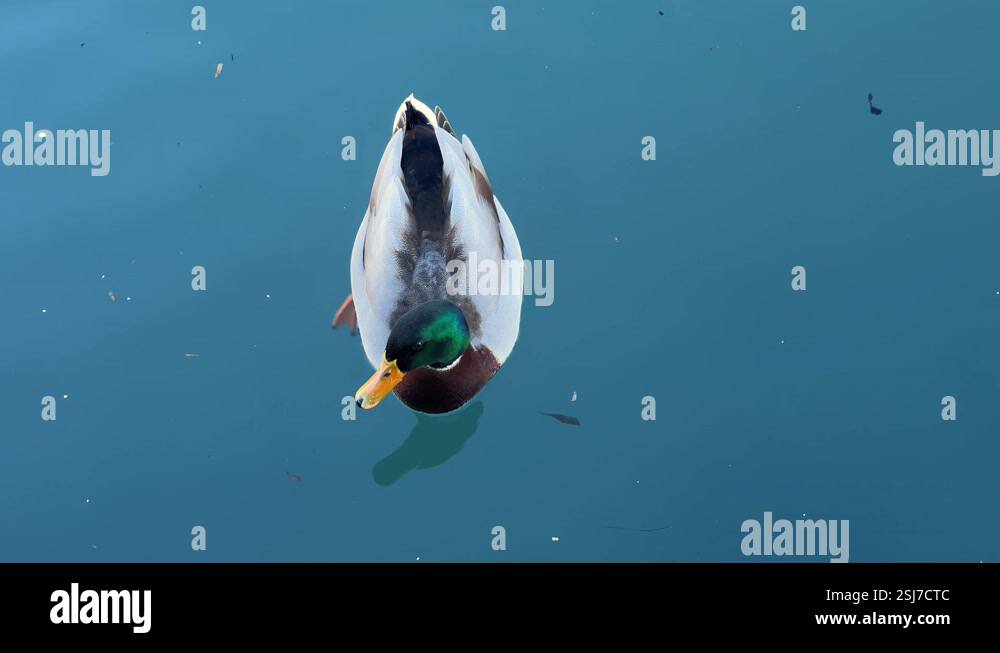 Blue head duck Stock Videos & Footage - HD and 4K Video Clips - Alamy