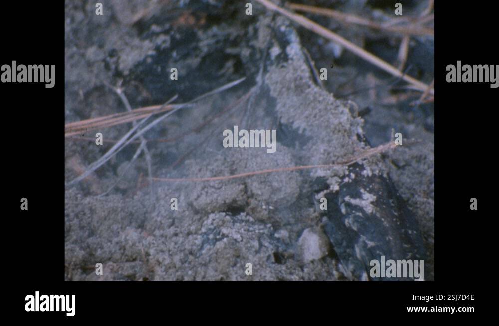 1960s: Close up of sticks smoldering. Man holding paper. Boys with man ...