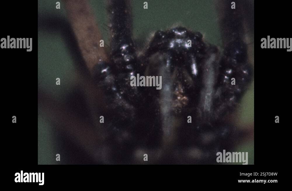 Spiders face Stock Videos & Footage - HD and 4K Video Clips - Alamy
