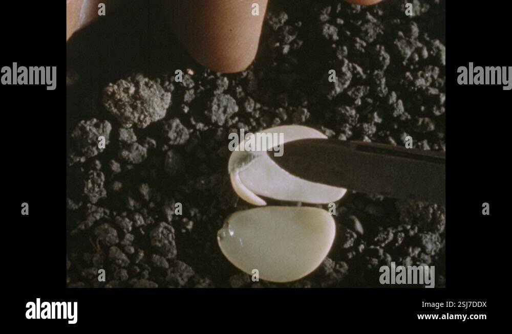 1940s: Dirt. Man cuts seed in half and points with knife Stock Video ...