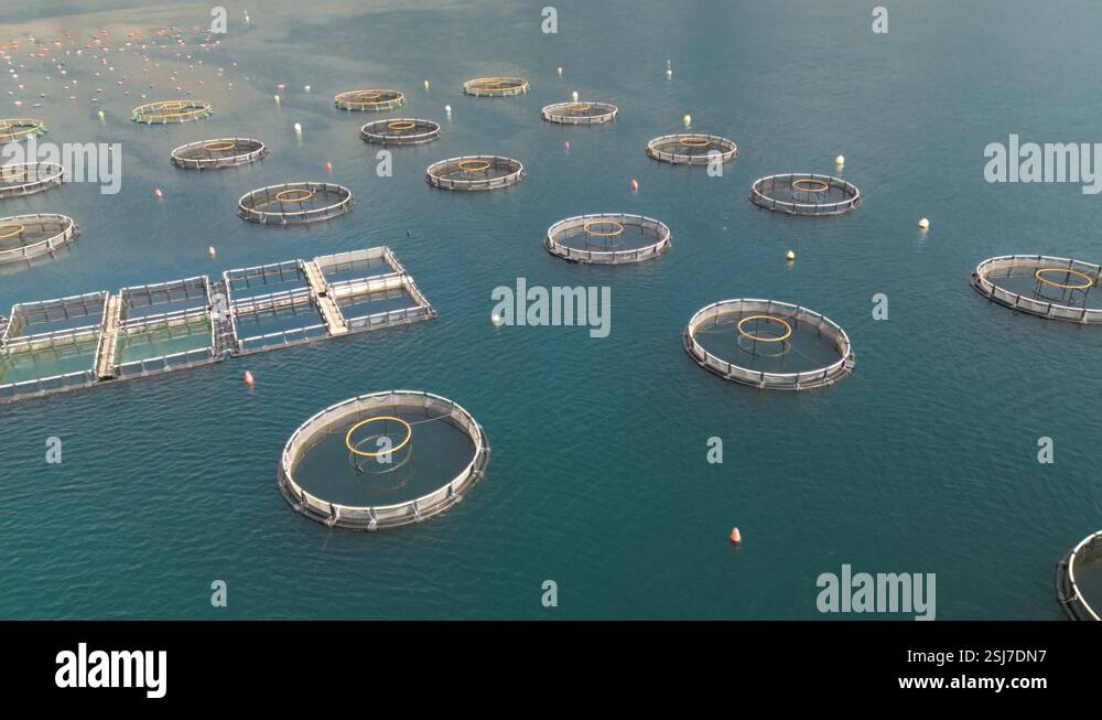 Drone Footage Above Fish Farm Producing Various Seafood for People to ...