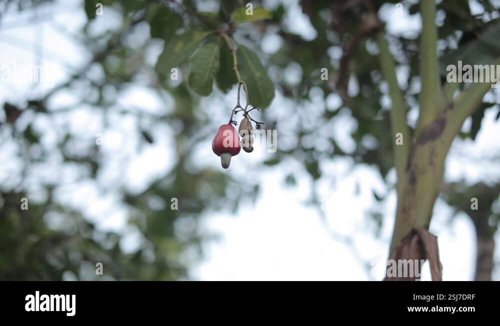 Cashewnut tree Stock Videos & Footage - HD and 4K Video Clips - Alamy