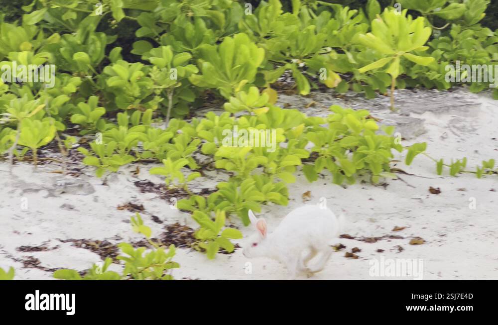 white albino rabbit bunny in the maldives jumping through the greenery ...